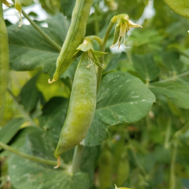 An Easy Peasy Start to Seed Saving - Countryside